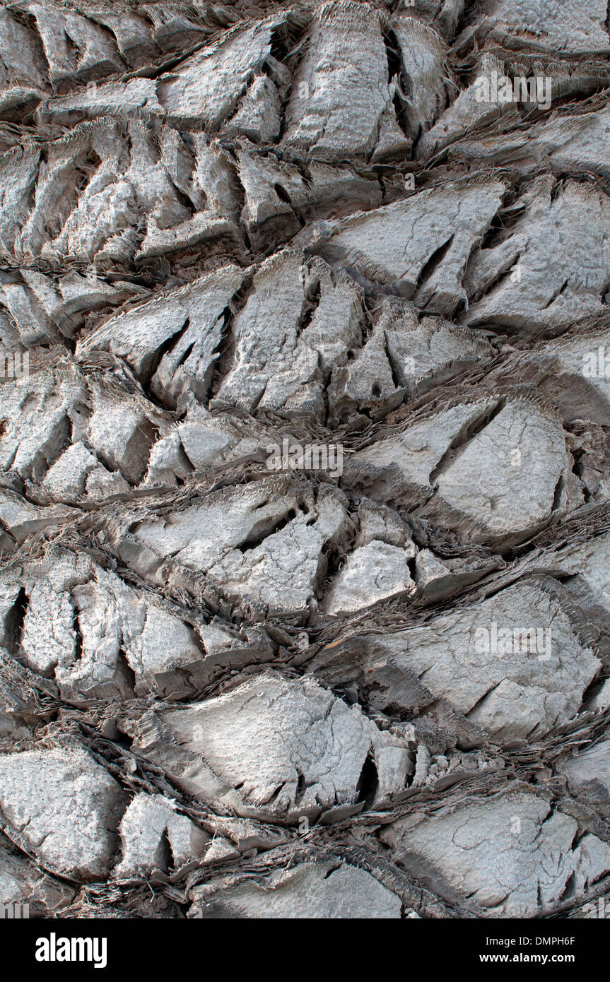 Palm tree bark hi-res stock photography and images - Alamy