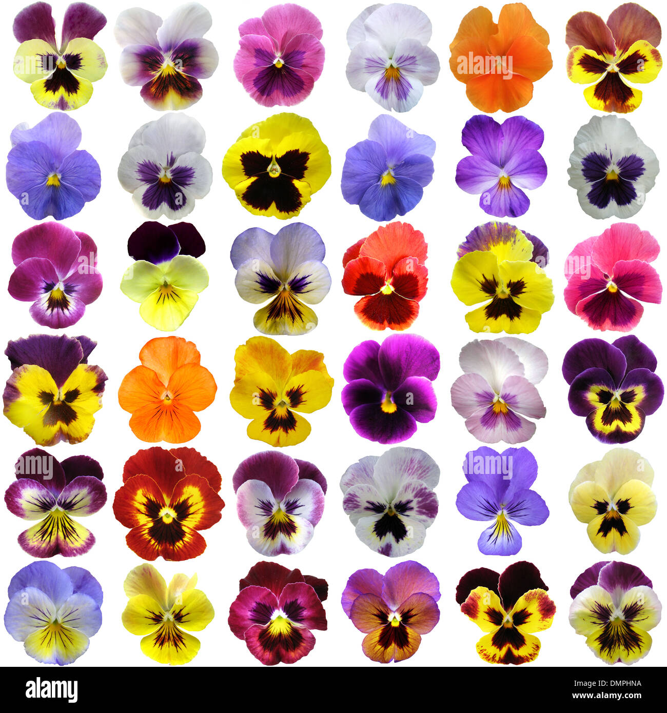 Pansies on White background Stock Photo - Alamy