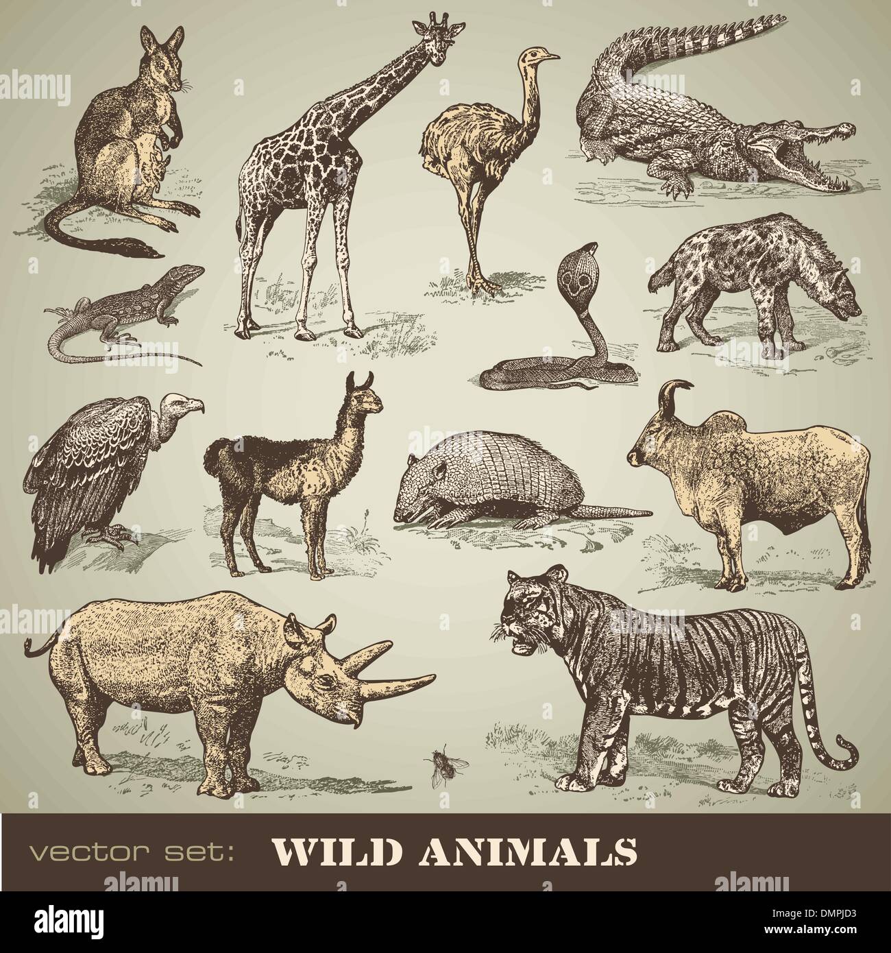 Are animal Stock Vector Images - Alamy