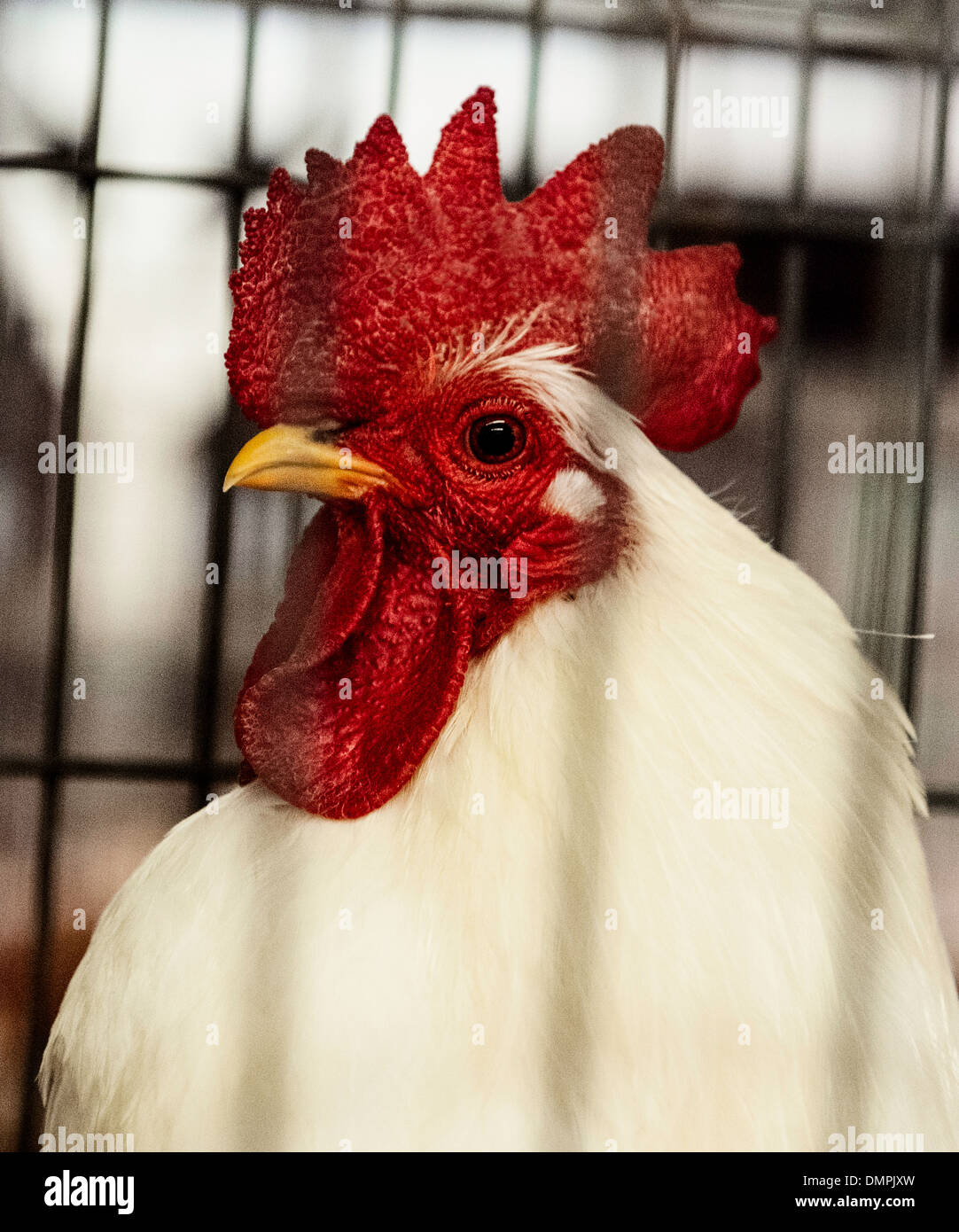 White rooster hi-res stock photography and images - Alamy