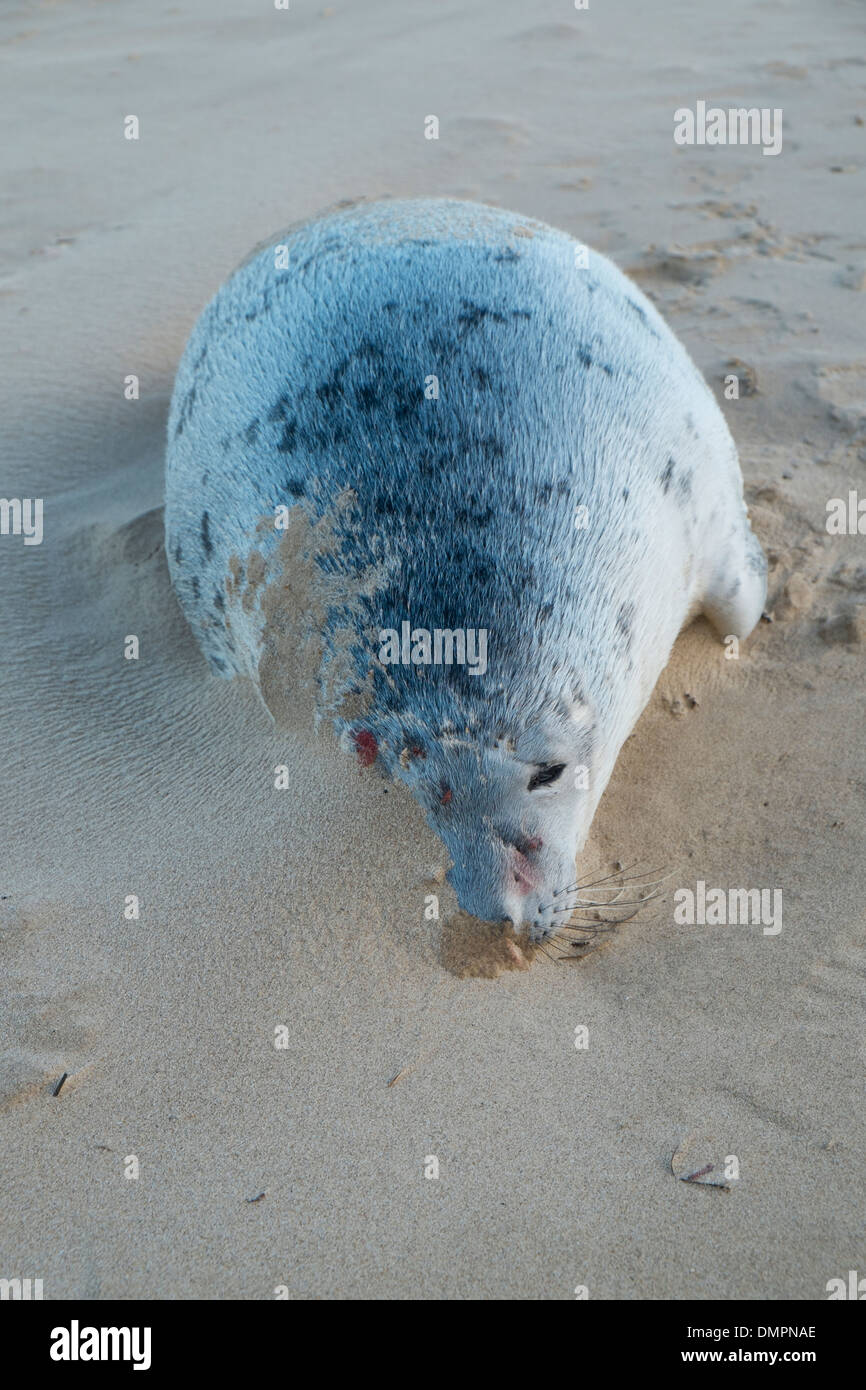 Seal beach hi-res stock photography and images - Alamy
