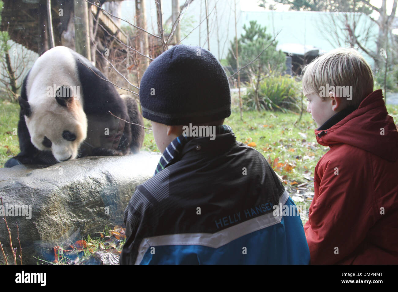 Edinburgh zoo giant pandas hi-res stock photography and images - Alamy