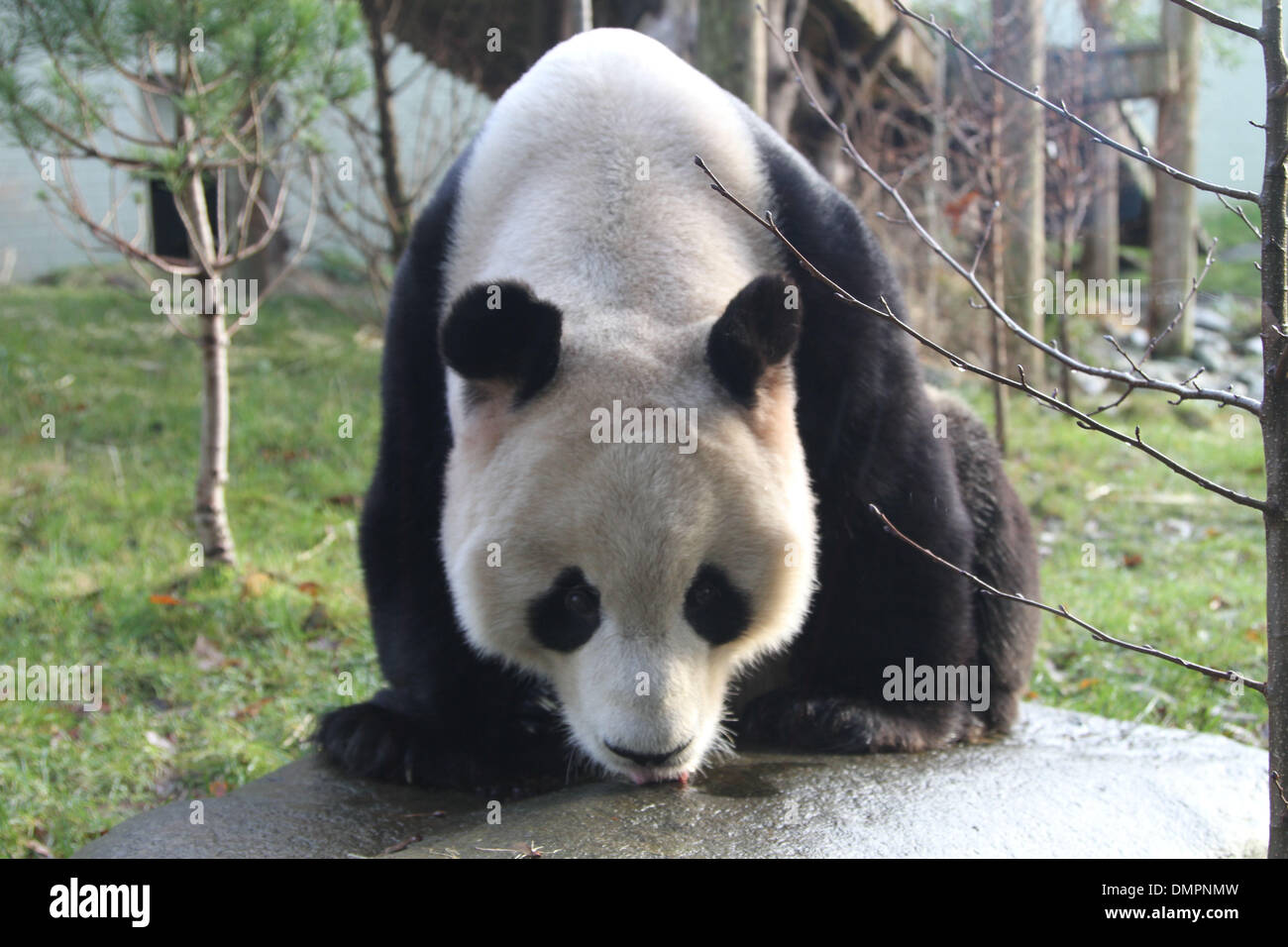 Edinburgh zoo giant pandas hi-res stock photography and images - Alamy