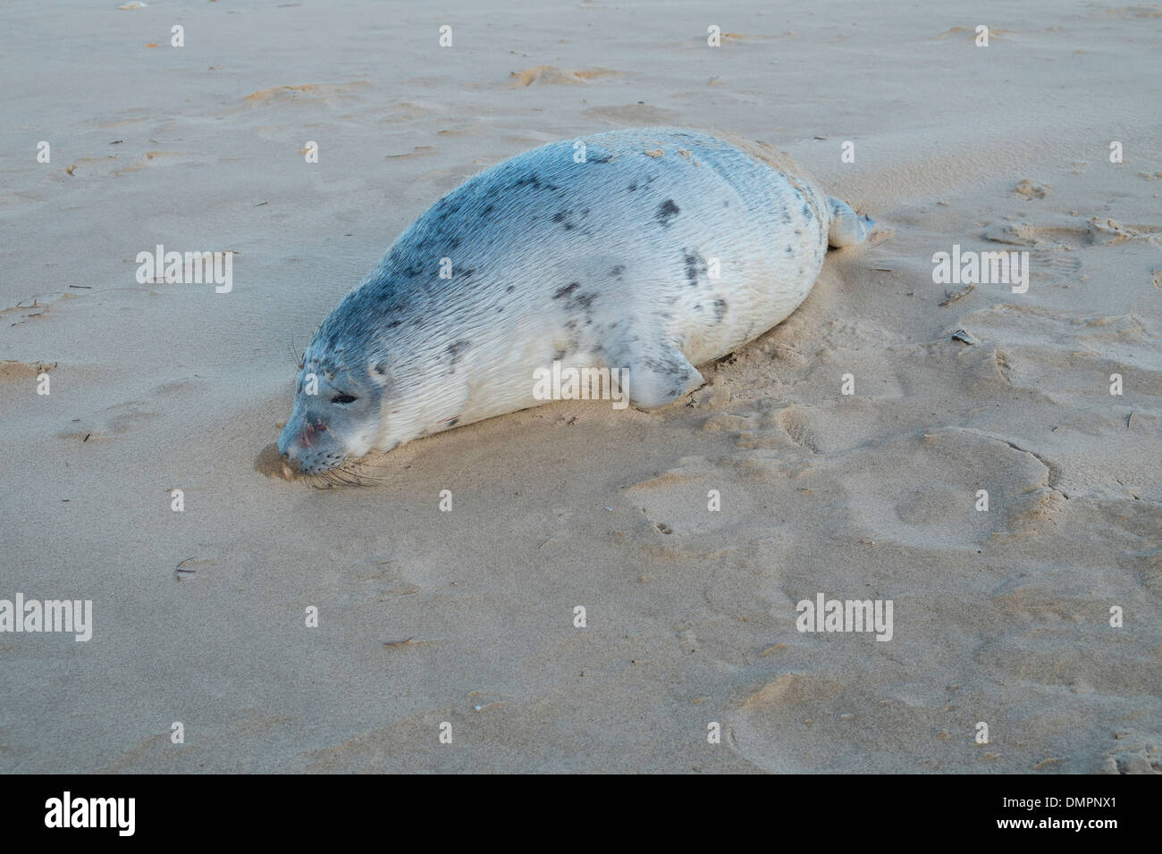 Dead seal hi-res stock photography and images - Alamy