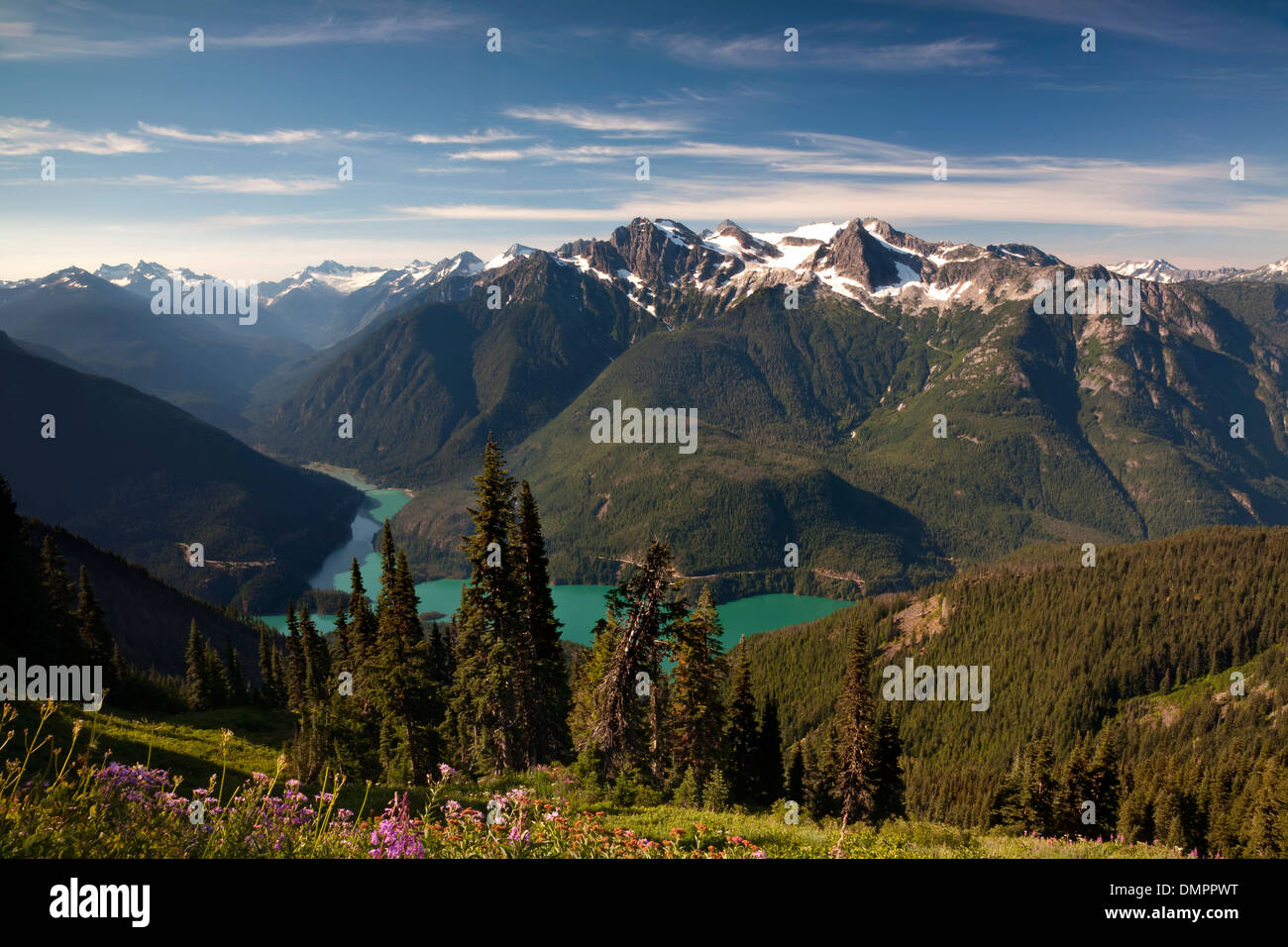 Fireweed blooming along the Sourdough Mountain Trail with view of ...