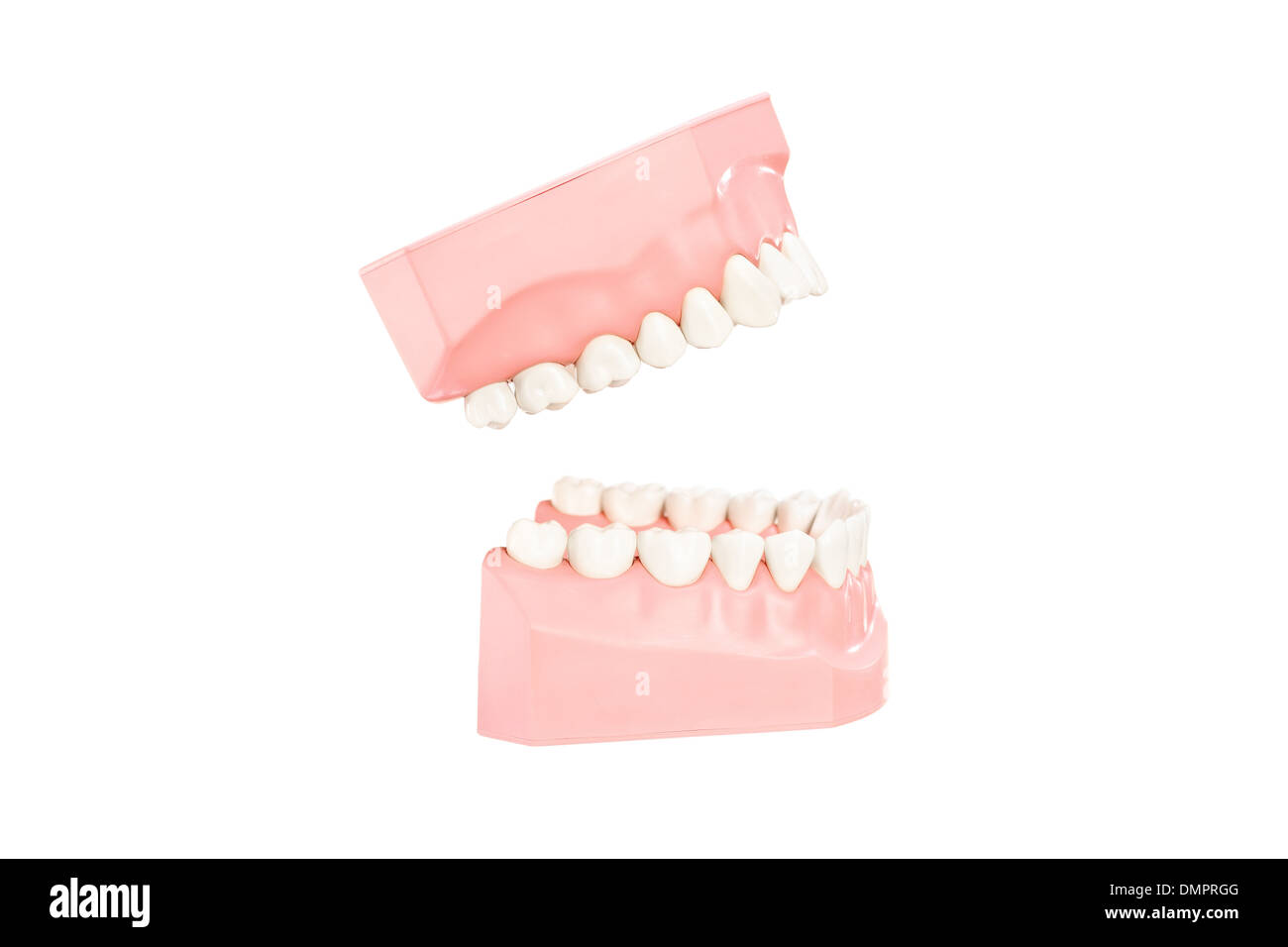 Teeth sample made out of plaster cast isolated on white background ...