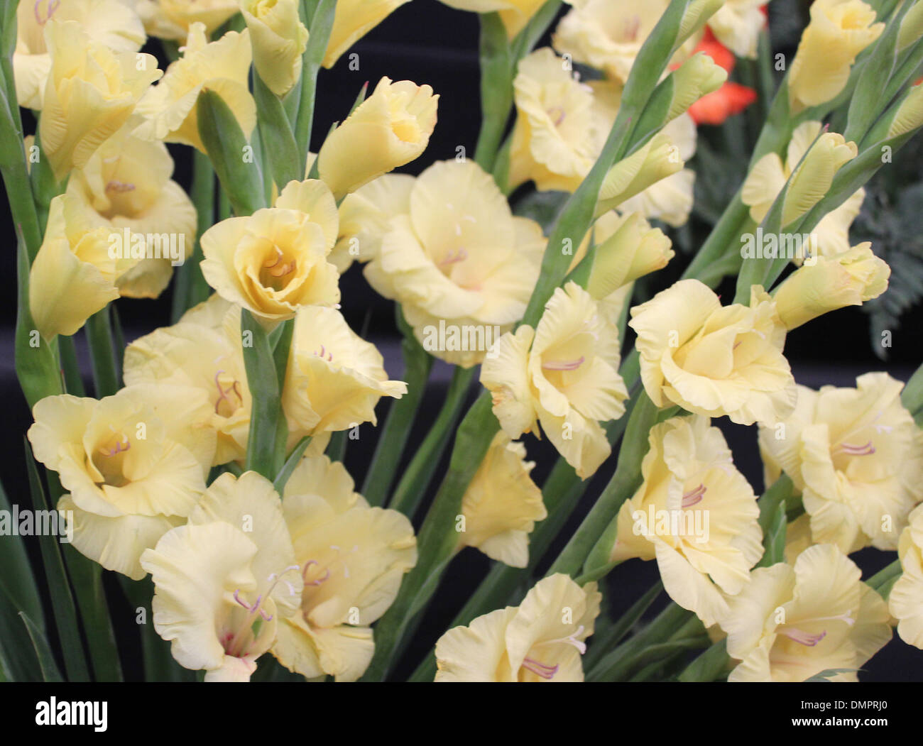 Yellow Gladiolus High Resolution Stock Photography and Images - Alamy