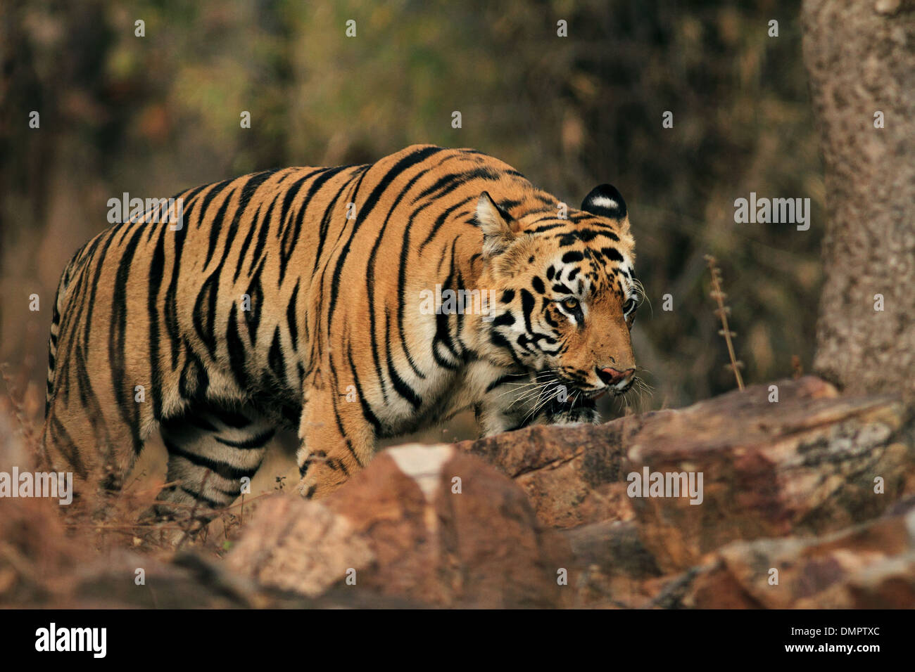 Tiger on rocks Stock Photo - Alamy