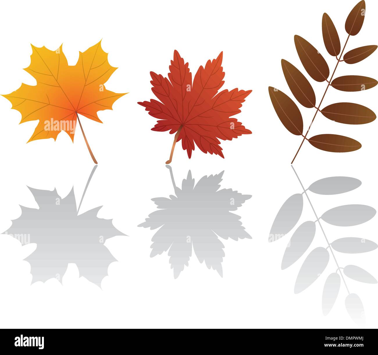 vector fall leaves Stock Vector Image & Art - Alamy