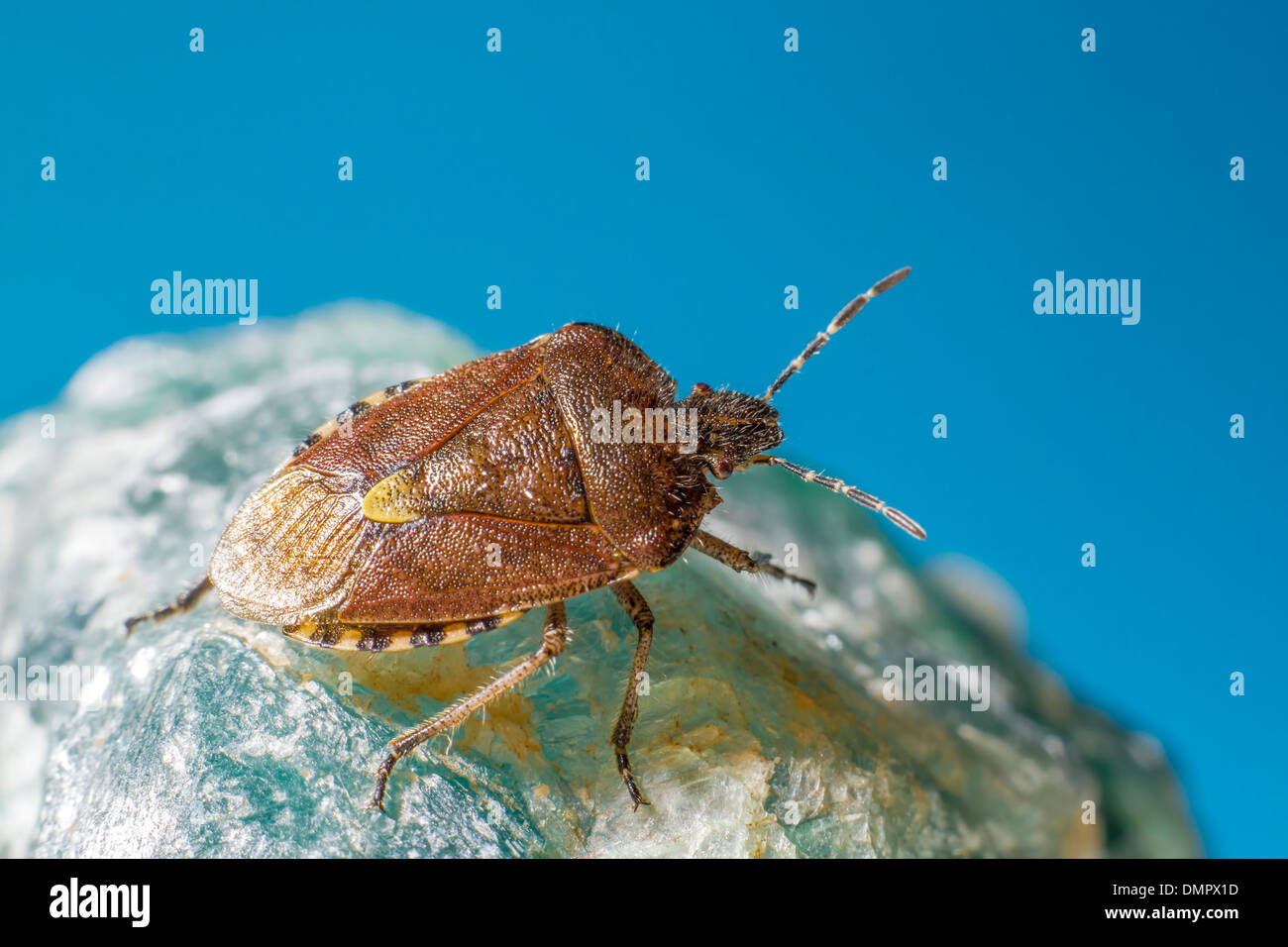 Bug under microscope hi-res stock photography and images - Alamy