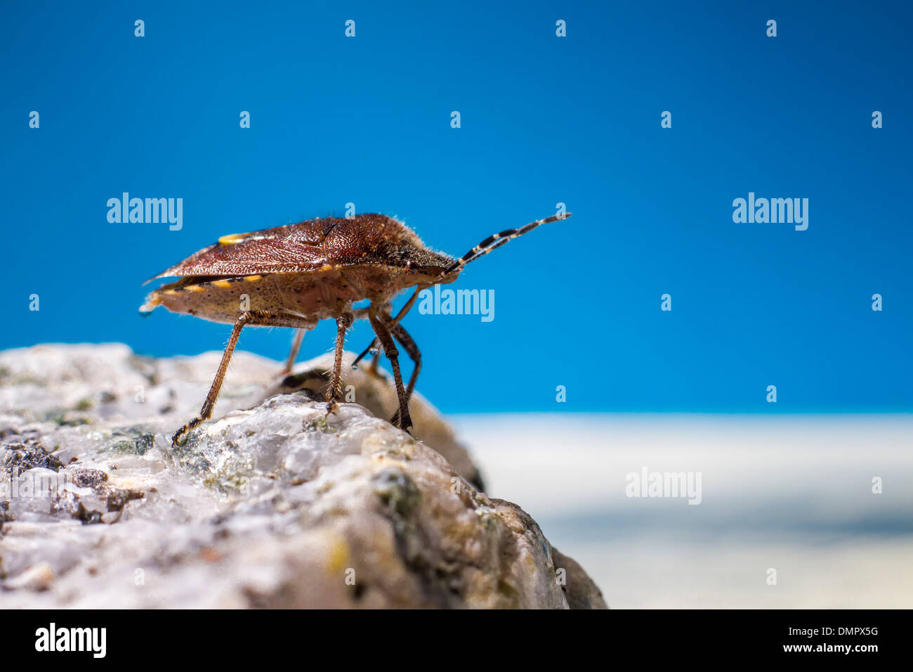 Bug under microscope hi-res stock photography and images - Alamy