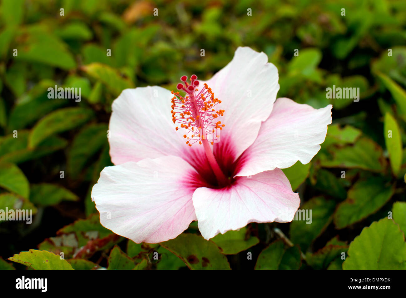 Hibiscus flower fuerteventura canary islands hi-res stock photography ...