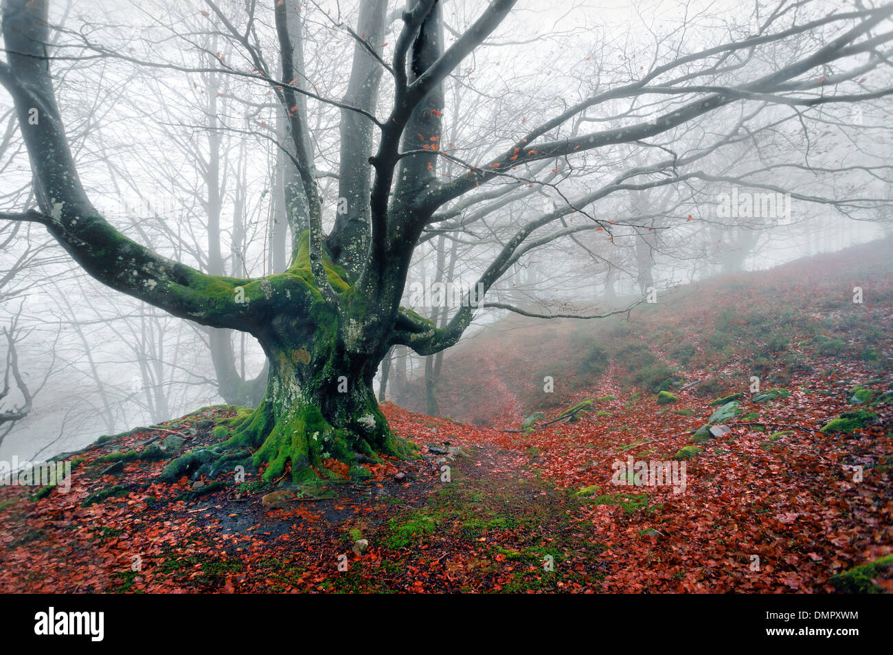 Creepy tree hi-res stock photography and images - Alamy
