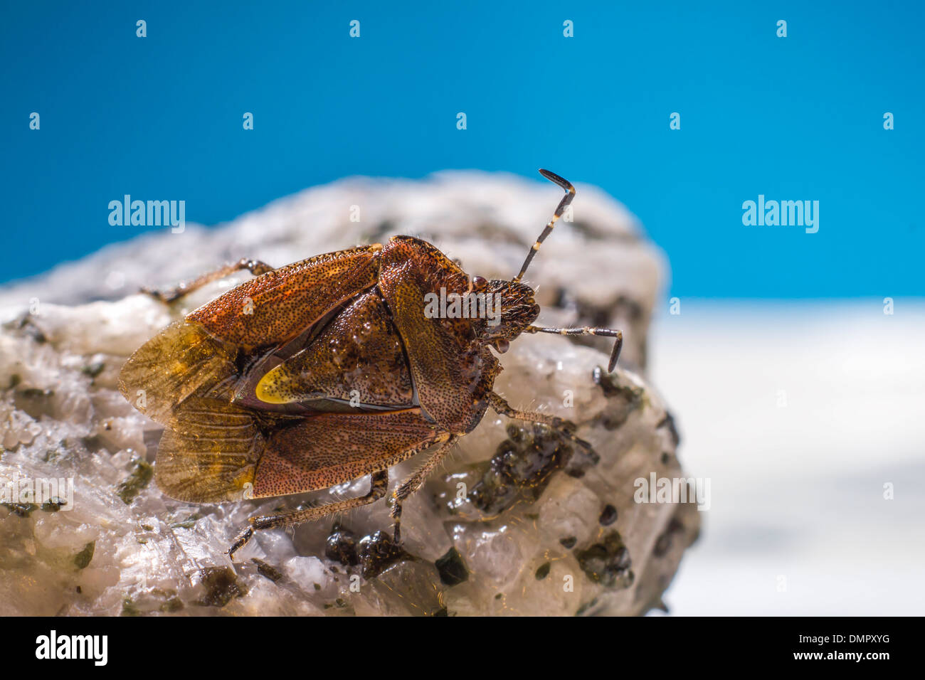 The dock bug (Coreus marginatus Stock Photo - Alamy
