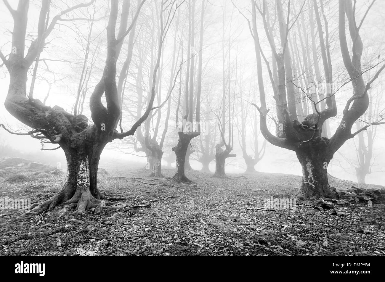 Scary Wood Black And