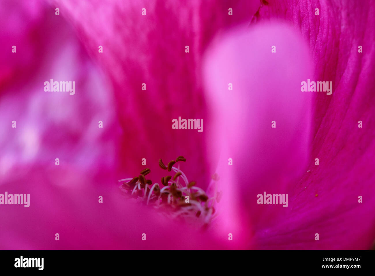 inside a flower Stock Photo - Alamy