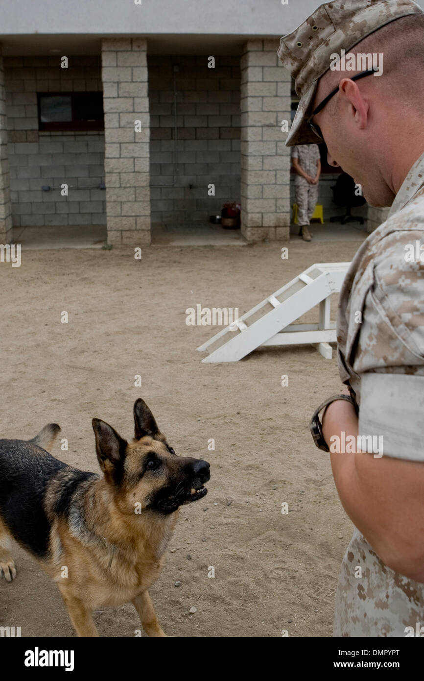 Aug. 20, 2009 - San Diego, California, USA - The K-9 Military Working ...