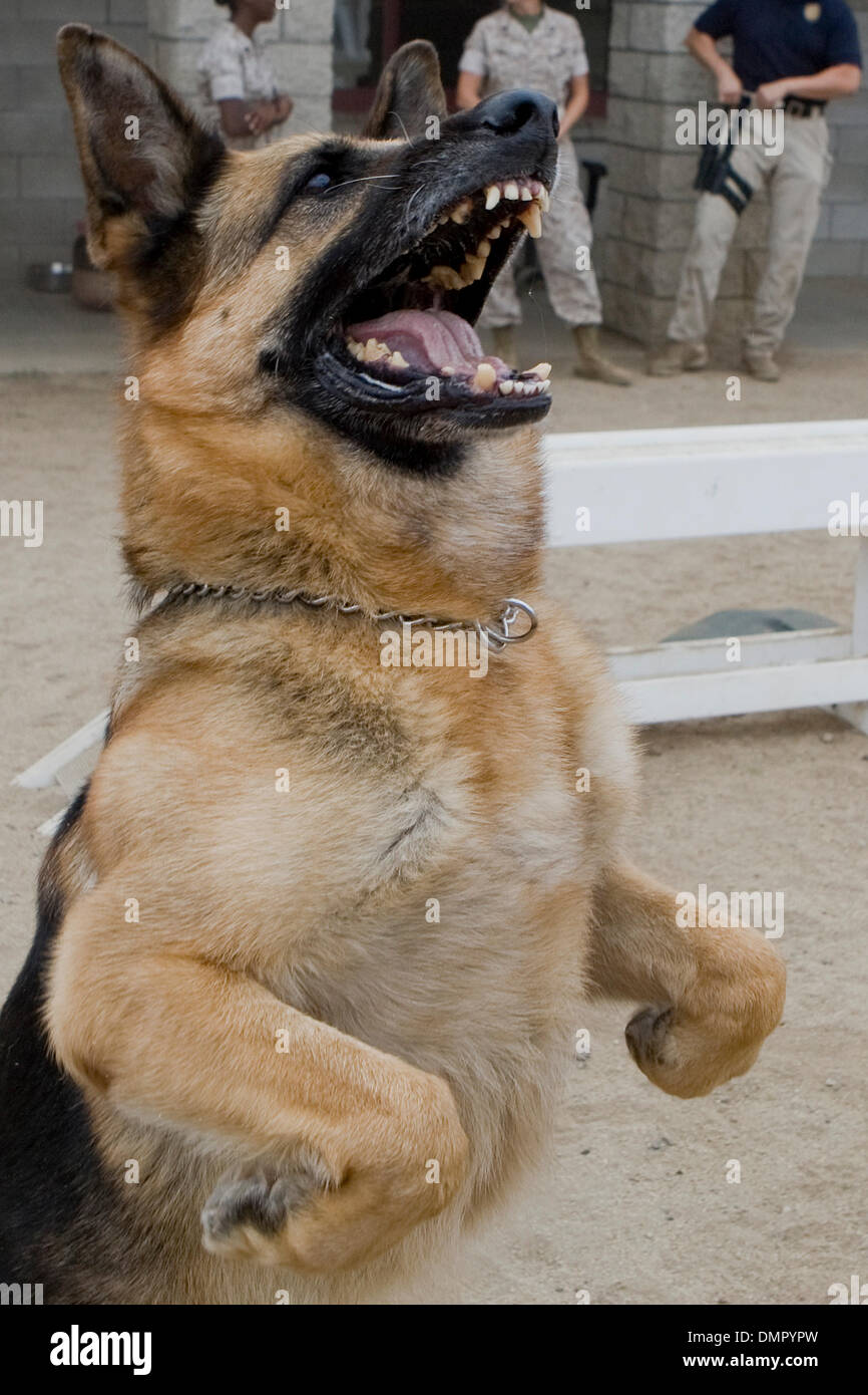 Aug. 20, 2009 - San Diego, California, USA - The K-9 Military Working ...