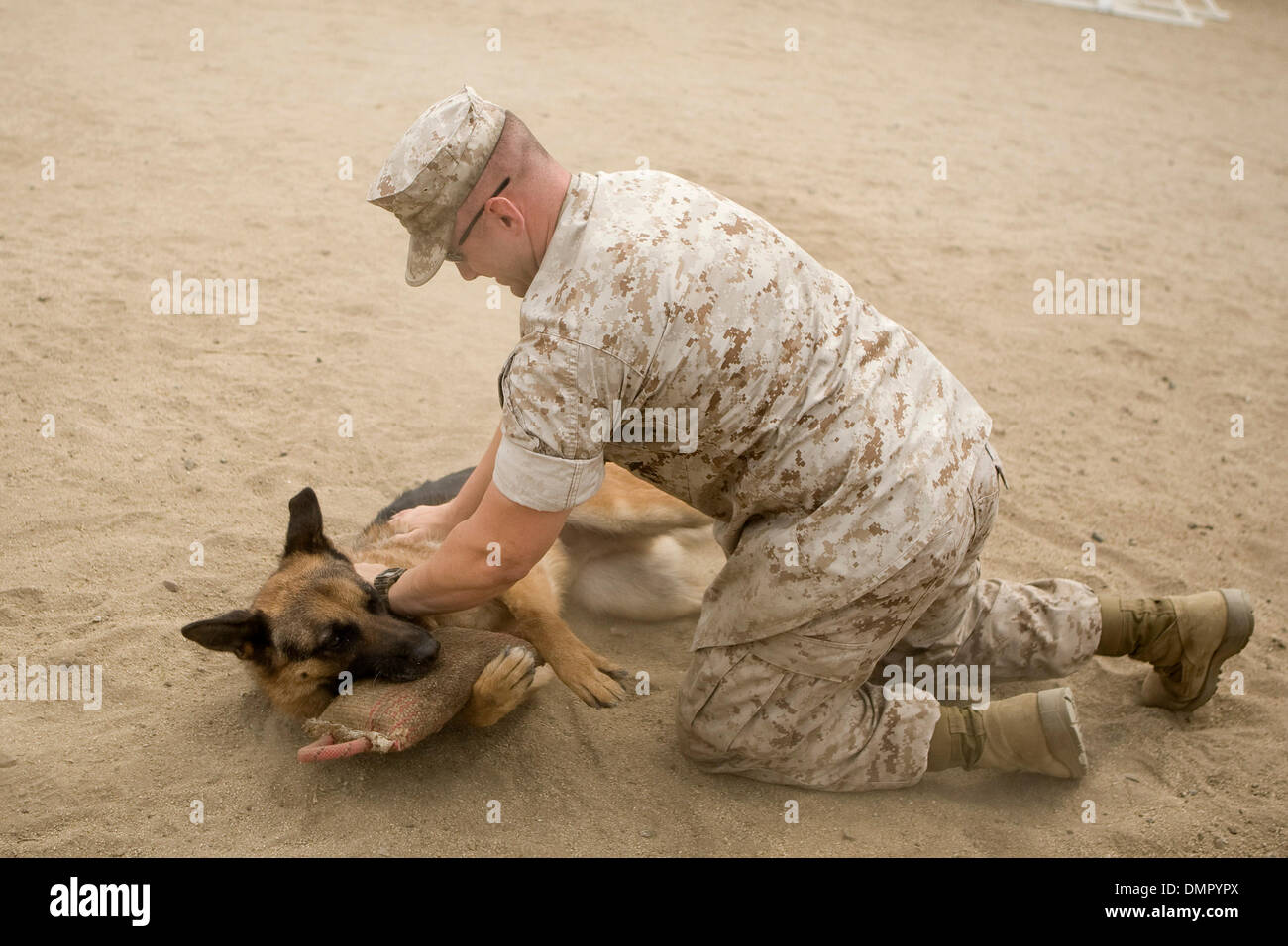 Aug. 20, 2009 - San Diego, California, USA - The K-9 Military Working ...
