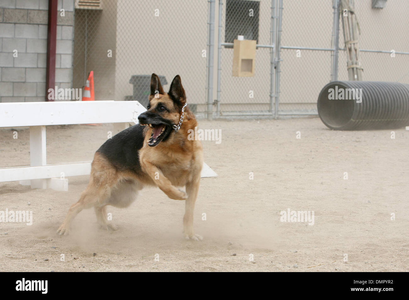 Aug. 21, 2009 - San Diego, California, USA - The K-9 Military Working ...