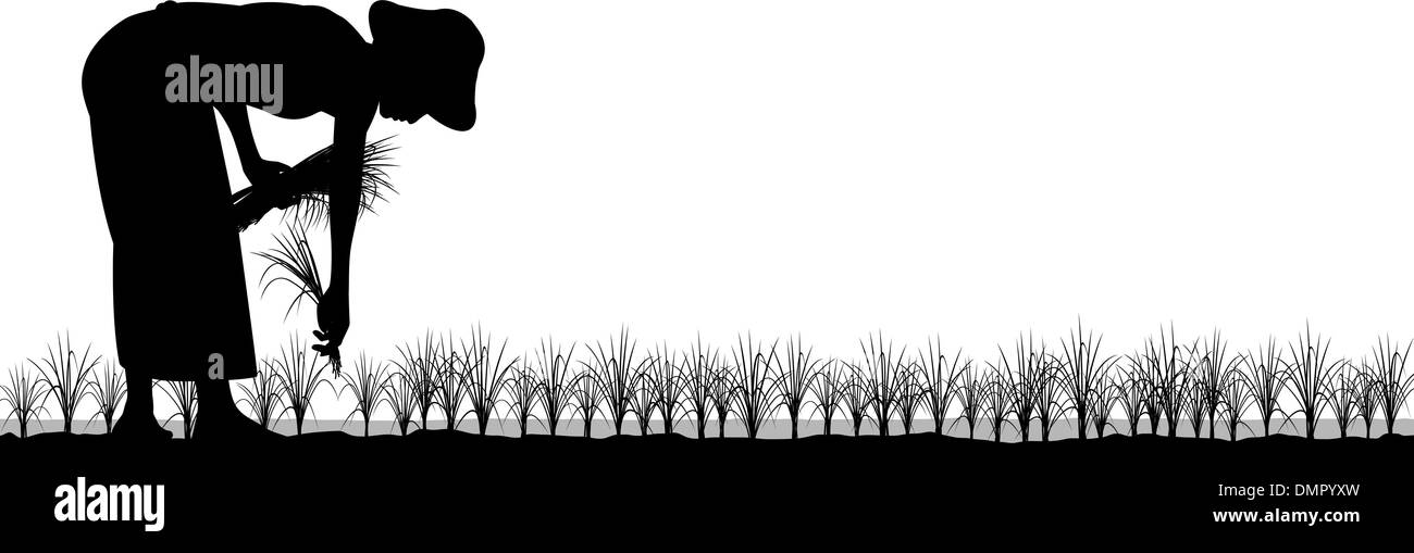 Rice planting paddy field Stock Vector Images - Alamy