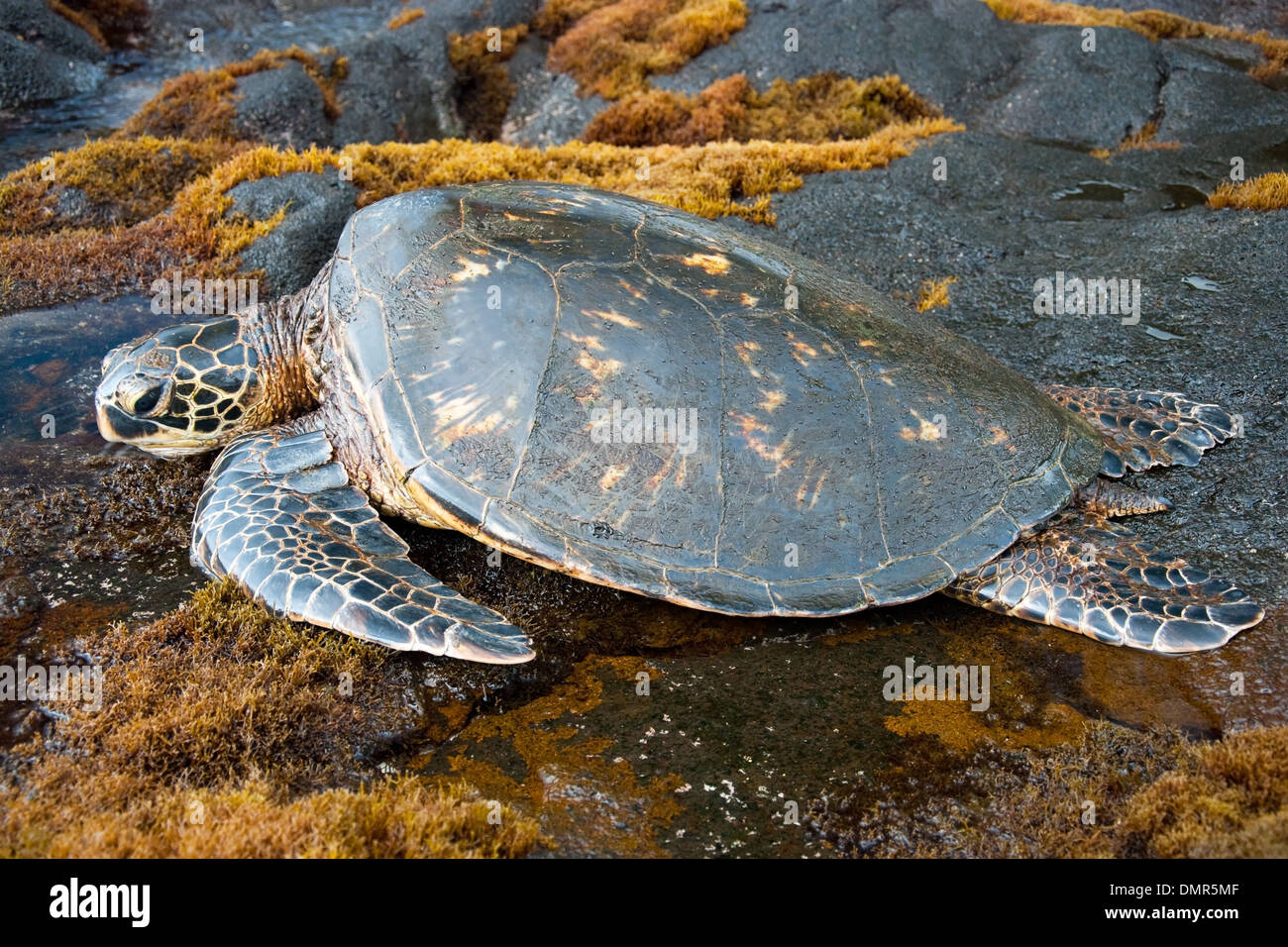 Big green turtle on Hawaii Stock Photo - Alamy