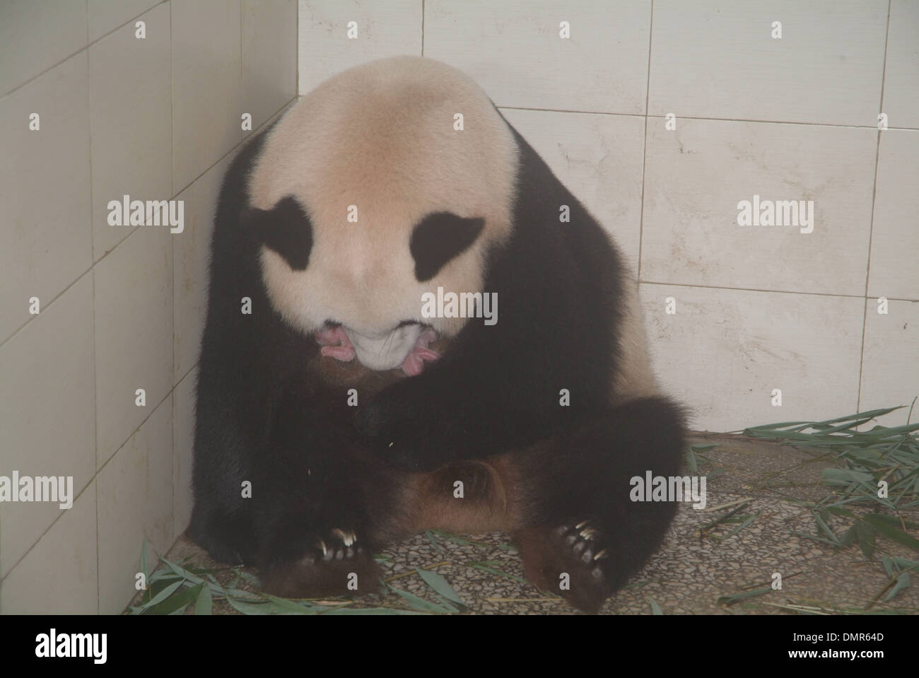 Guoguo Panada Gives Birth Giant panda Guoguo gives birth to twin cubs ...