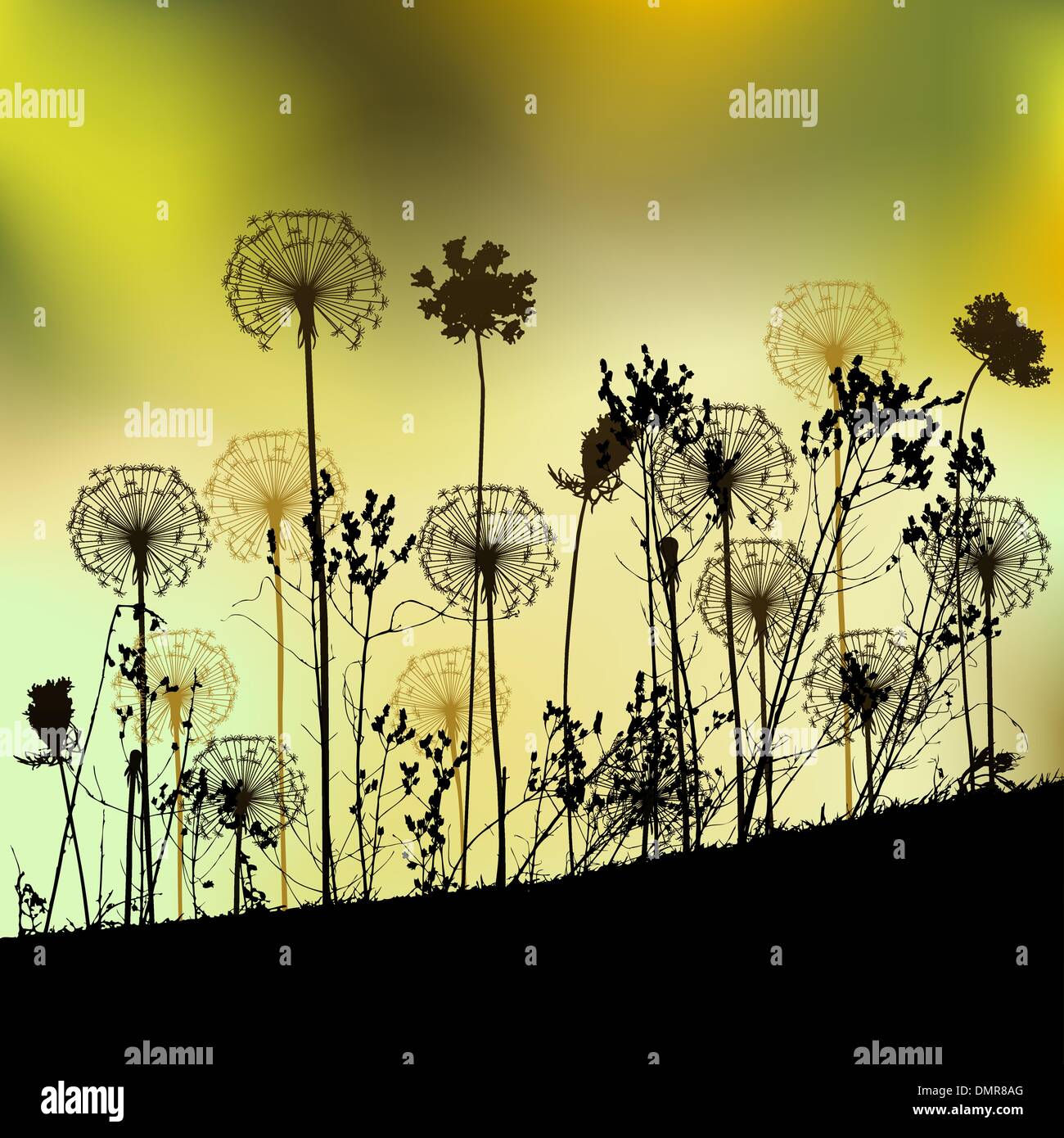 Floral background with dandelion Stock Vector Image & Art - Alamy