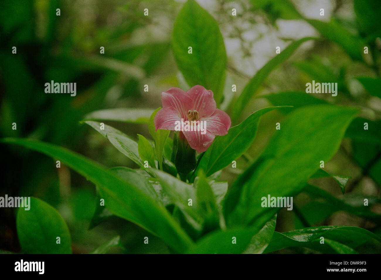 A pink flower near Roraima mountain in Canaima National Park in ...