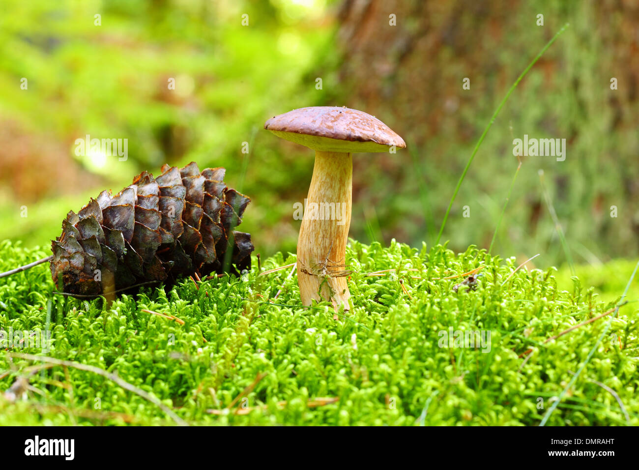 Forest mushrooms growing in a green moss. Edible Bay Bolete (Boletus ...