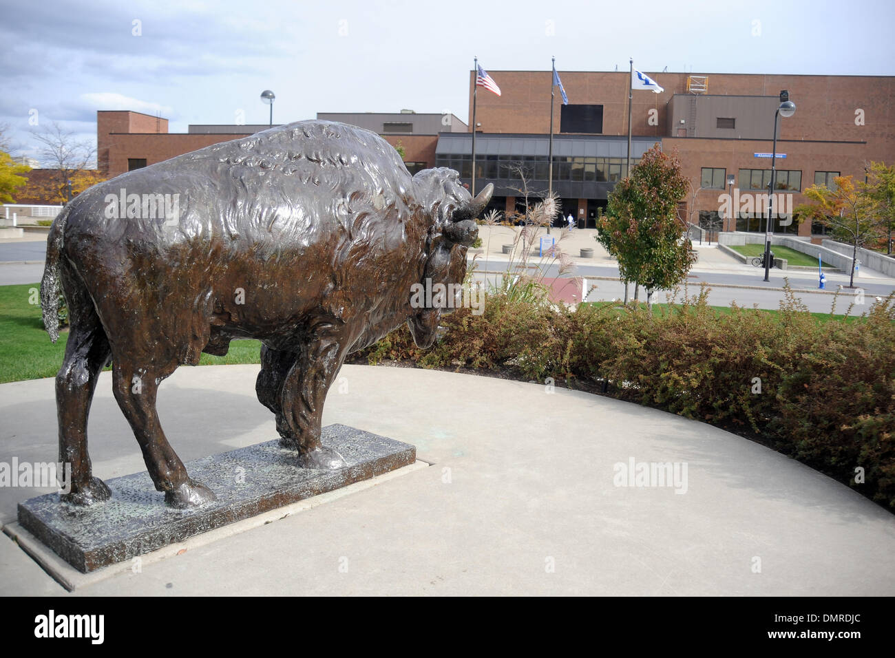 A bronze bull welcomes visitors outside of Alumni Arena on the north ...