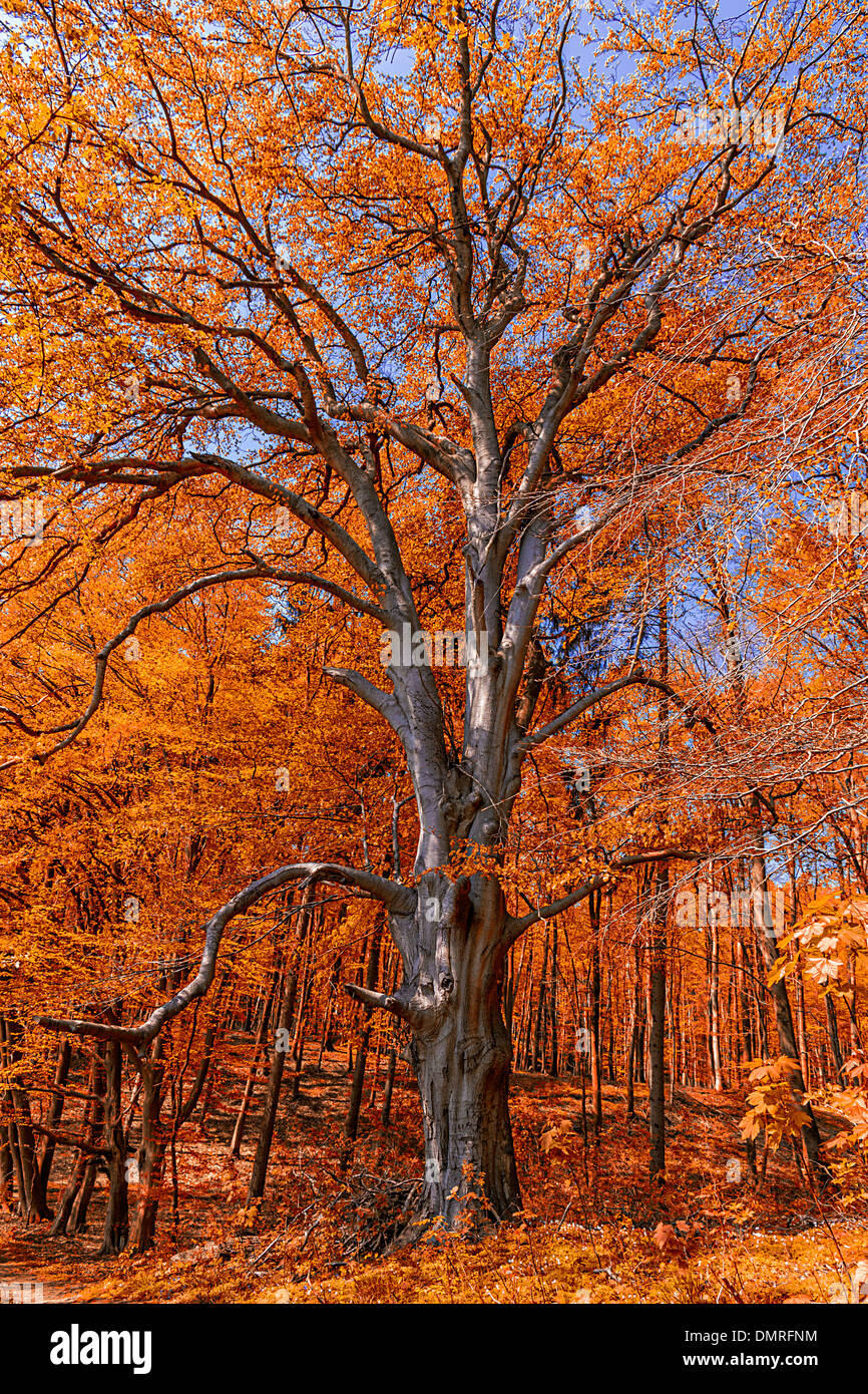red autumn beech with blue sky background Stock Photo - Alamy