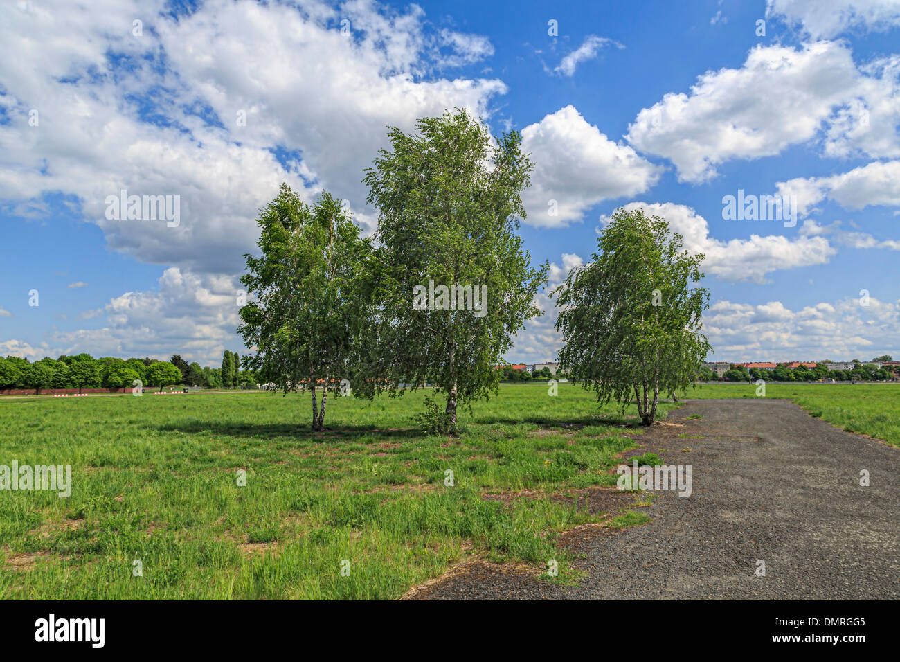Three birch trees hi-res stock photography and images - Alamy