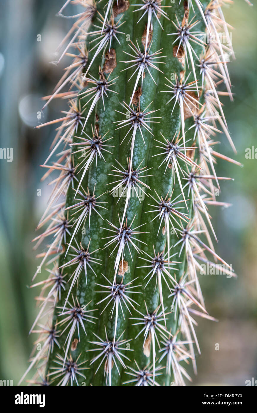 Long spikes cactus hi-res stock photography and images - Alamy