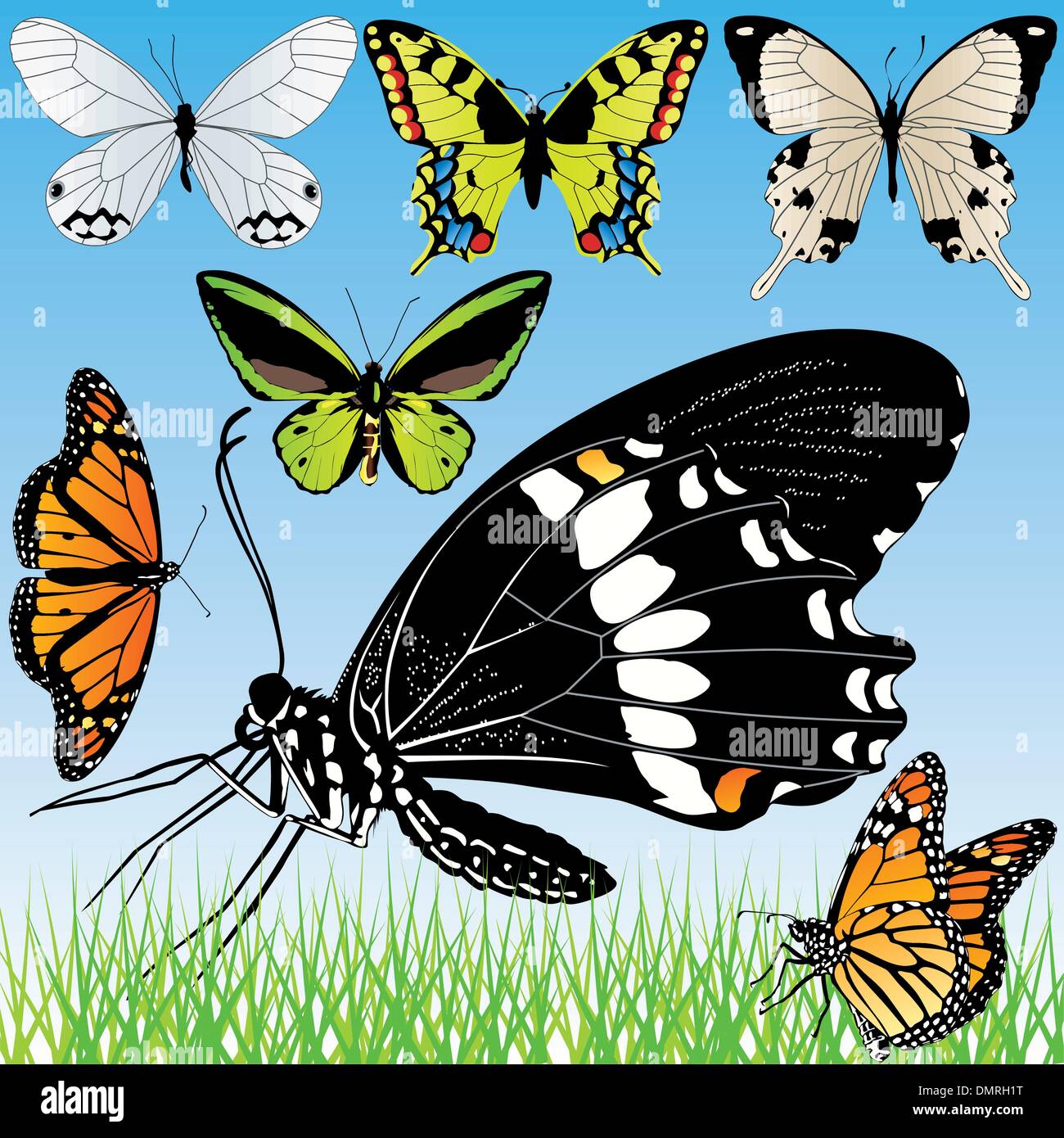 Detailed Butterflies vector set Stock Vector Image & Art - Alamy
