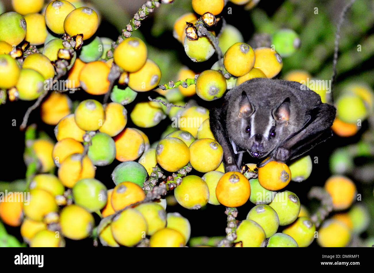 Spotted fruit bat hi-res stock photography and images - Alamy