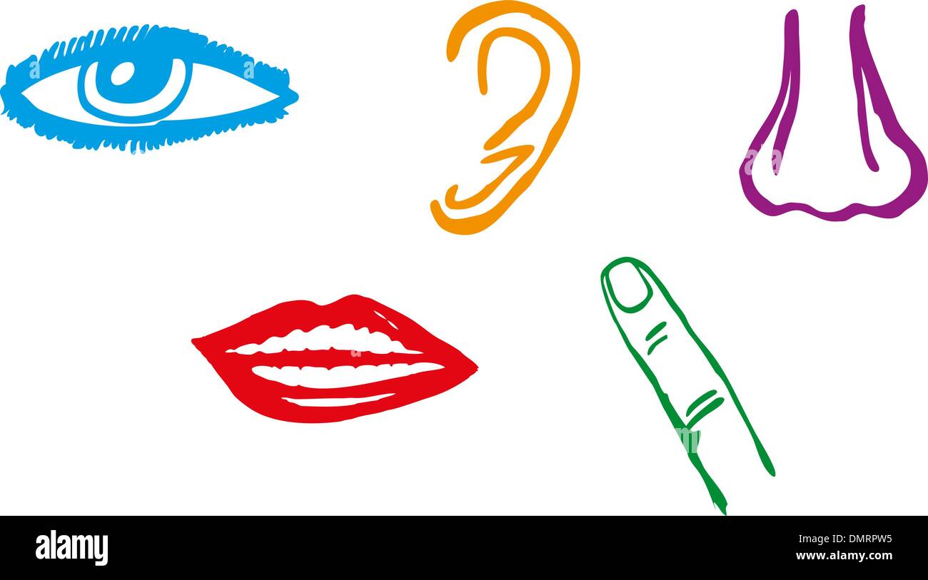 Five Senses Illustration High Resolution Stock Photography and Images ...