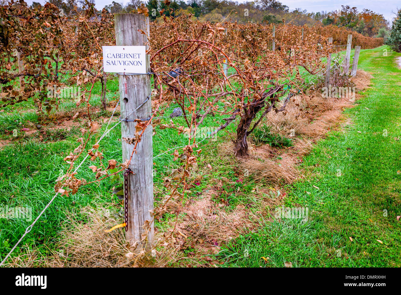 Fall grape leaves and vines hi-res stock photography and images - Alamy