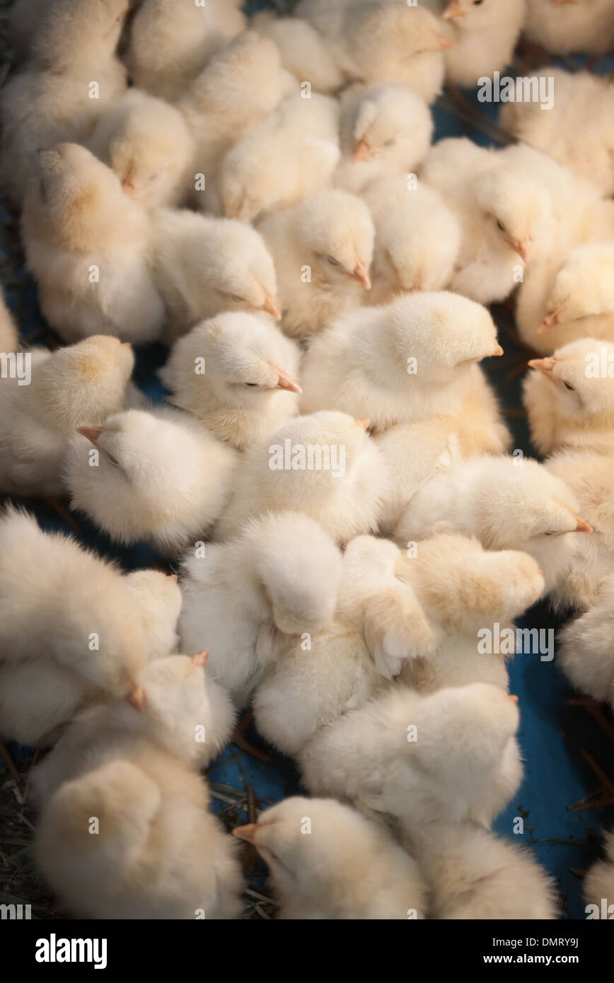 Large group of baby chicks in chicken farm Stock Photo - Alamy