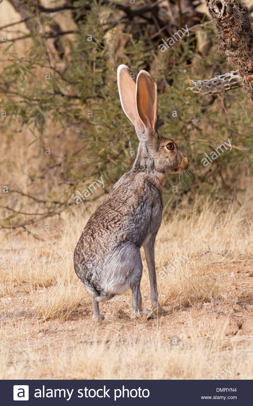 Jack Rabbit Desert High Resolution Stock Photography and Images - Alamy
