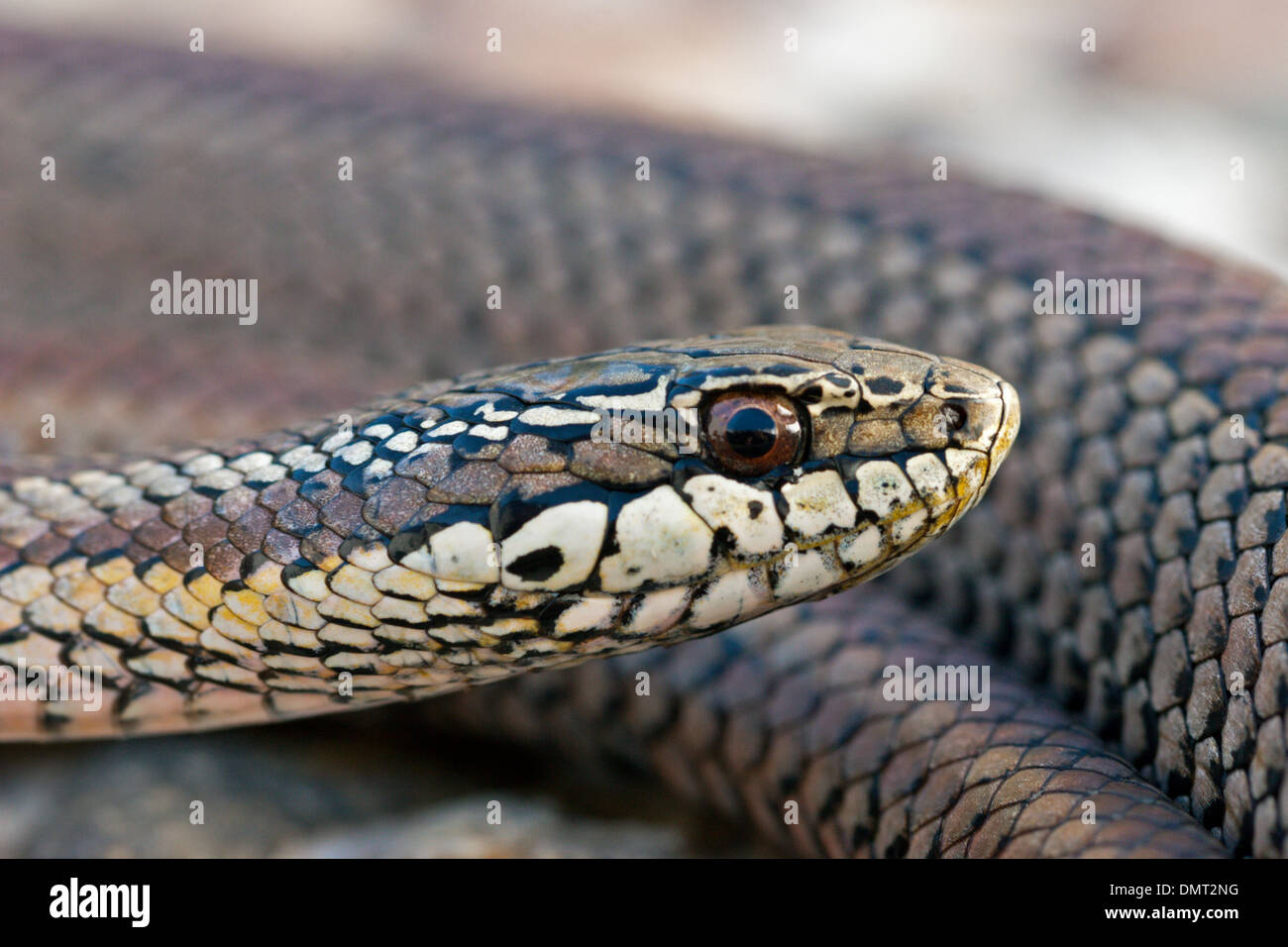 snake poisonous venomous culebra con cola larga Chile Stock Photo - Alamy
