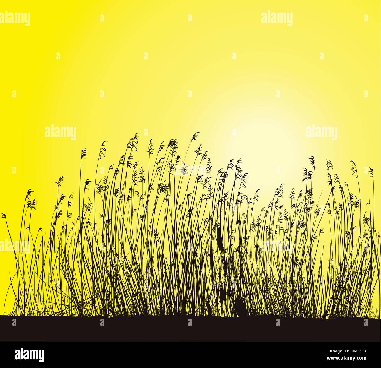 River reeds on lake Stock Vector Images - Alamy