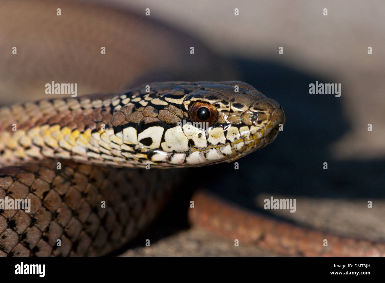 snake poisonous venomous culebra con cola larga Chile Stock Photo - Alamy