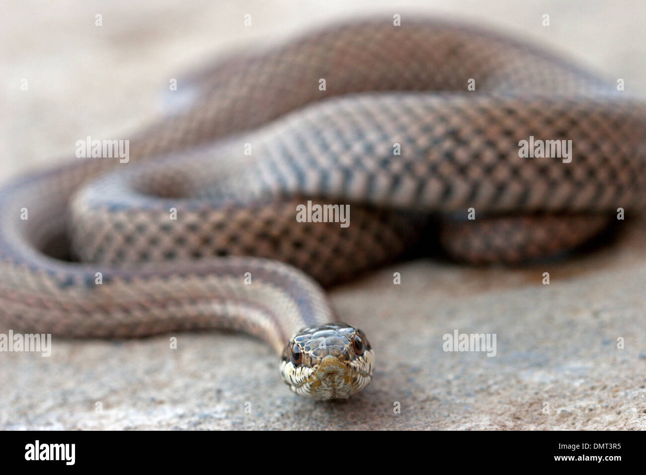 snake poisonous venomous culebra con cola larga Chile Stock Photo - Alamy