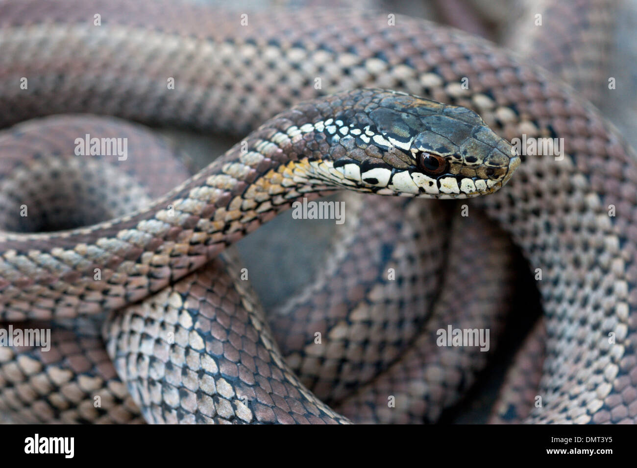 Snake poisonous venomous culebra con hi-res stock photography and ...