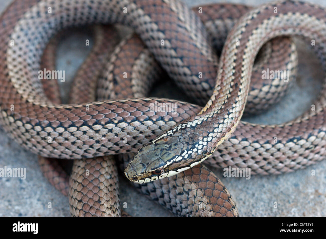 snake poisonous venomous culebra con cola larga Chile Stock Photo - Alamy