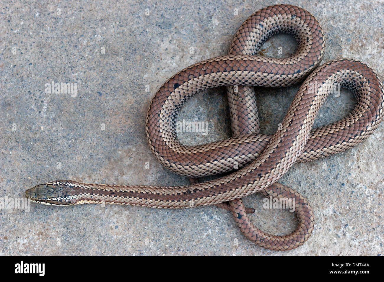 snake poisonous venomous culebra con cola larga Chile Stock Photo - Alamy
