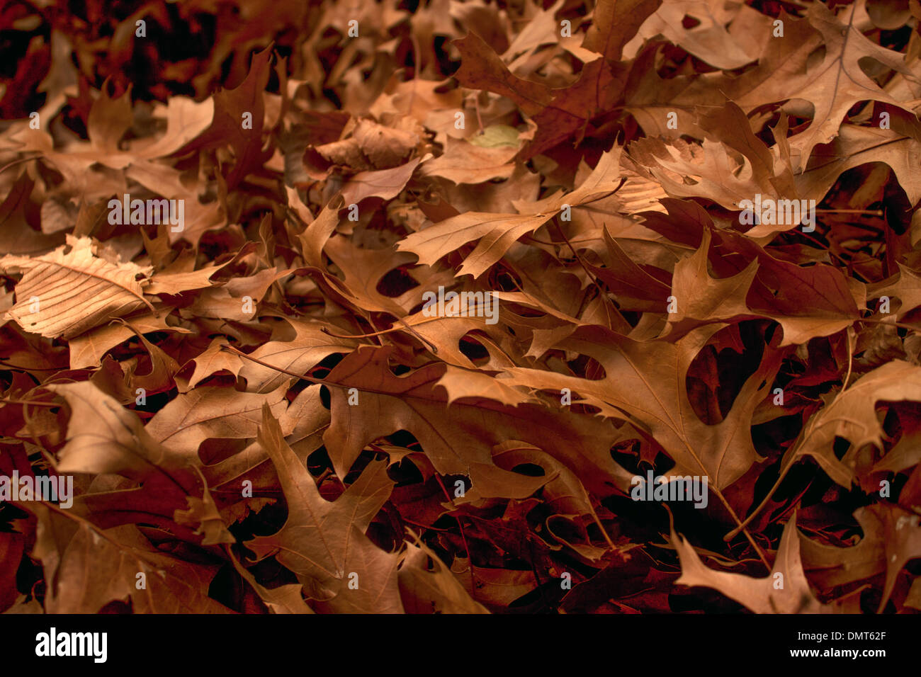 Fal color hi-res stock photography and images - Alamy