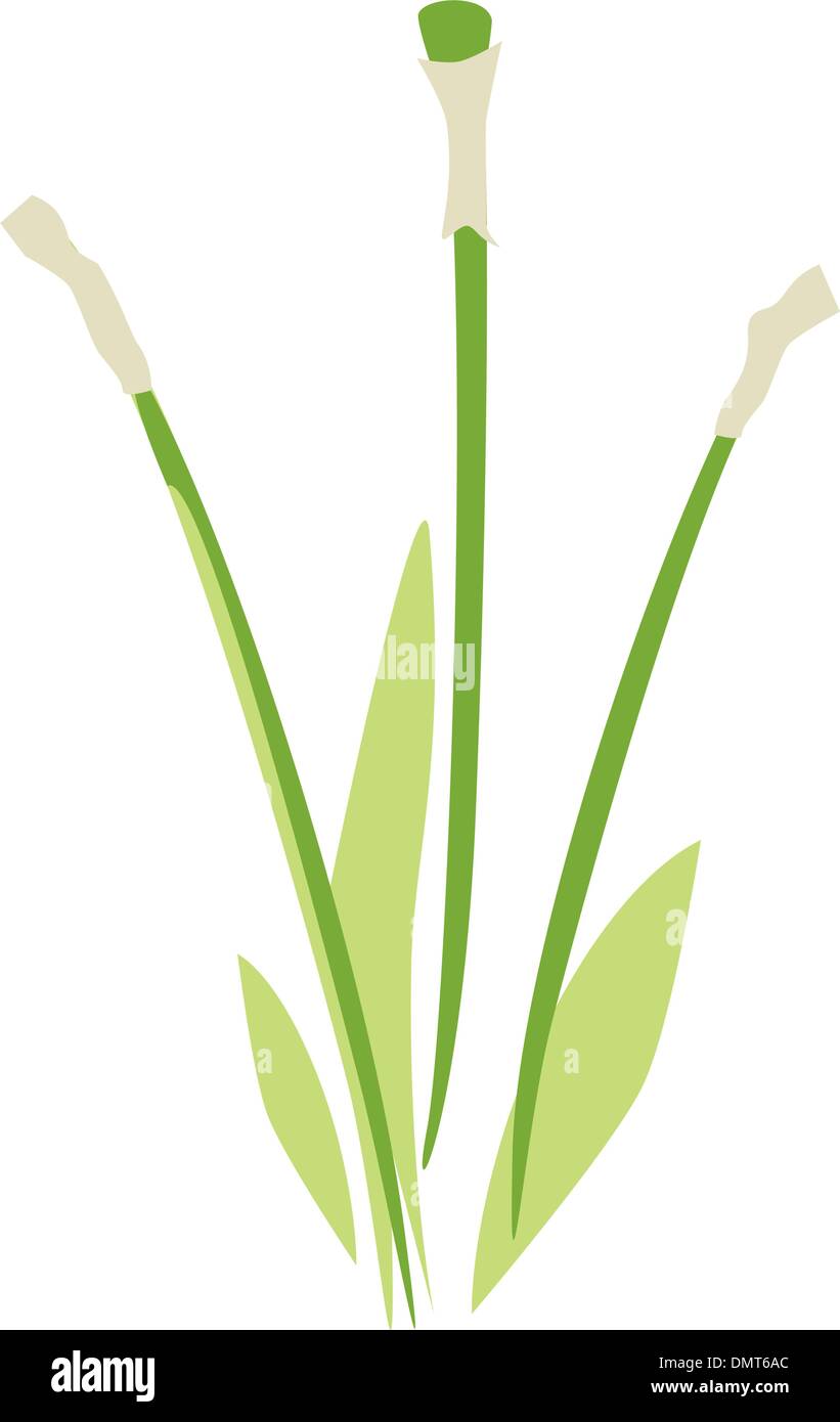 Spring primrose flowers Stock Vector Images - Alamy