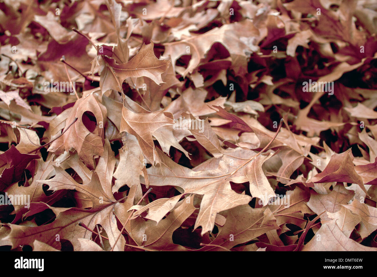 Fall is coming hi-res stock photography and images - Alamy